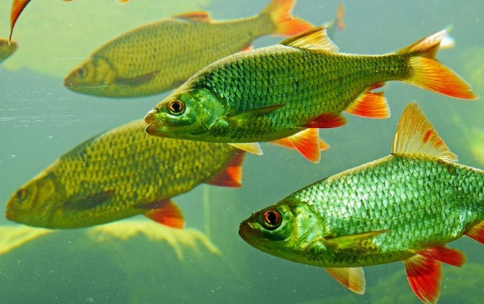 انواع الاسماك | Ra2ed