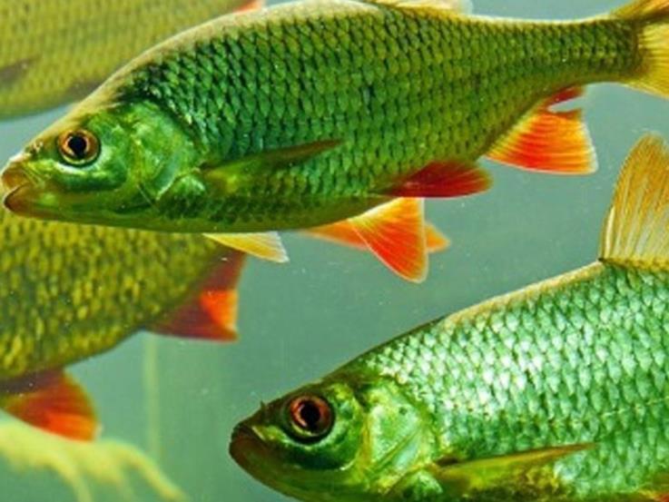 انواع الاسماك | Ra2ed